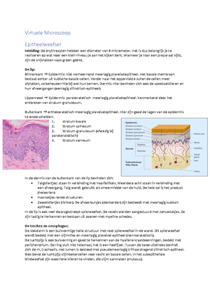 Epitheel HC samenvatting - Epitheel samenvatting Bedekkend epitheel ...