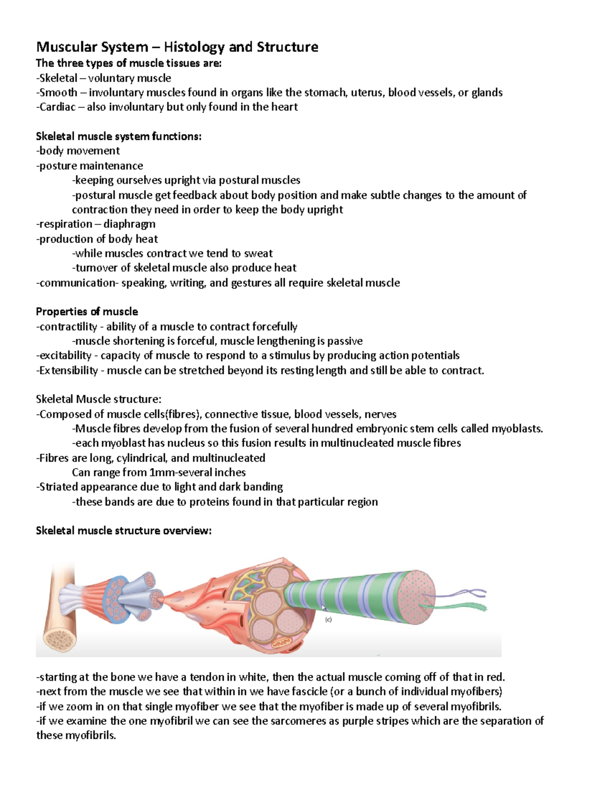 Muscular System - histology and physiology - Muscular System ...