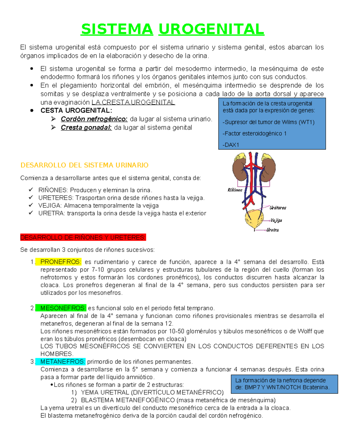 Sistema Urogenital - Apunte - SISTEMA UROGENITAL El sistema urogenital ...