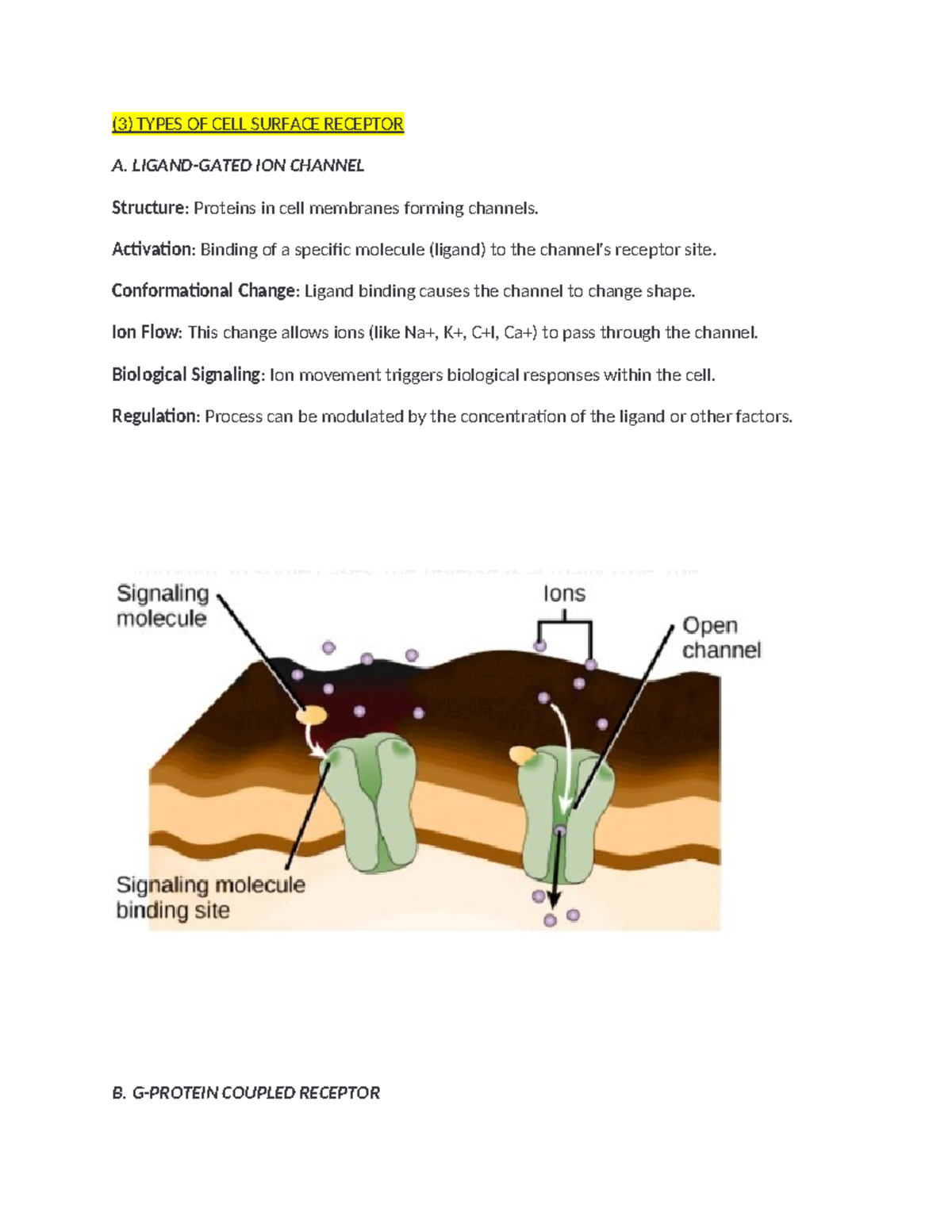 Pointers (CELL Surface Receptor) - (3) TYPES OF CELL SURFACE RECEPTOR A ...