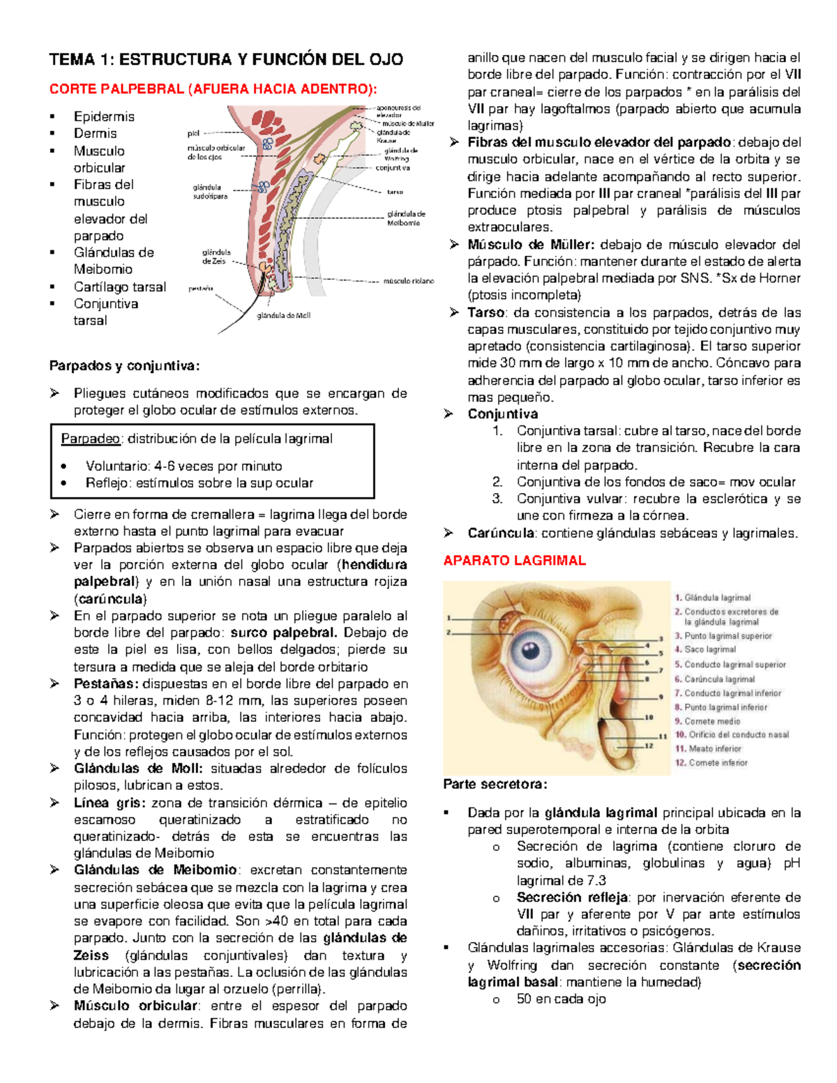 TEMA 1. estructura y funcion del ojodocx - TEMA 1: ESTRUCTURA Y FUNCIÓN ...