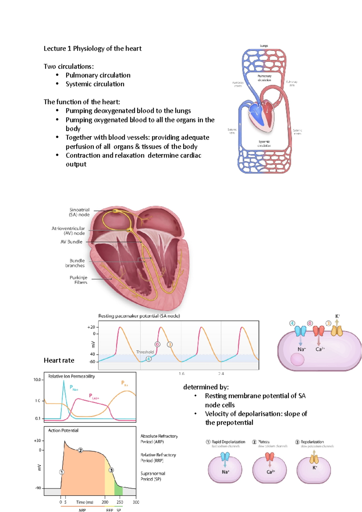 Lecture 1 Physiology of the heart - Lecture 1 Physiology of the heart ...