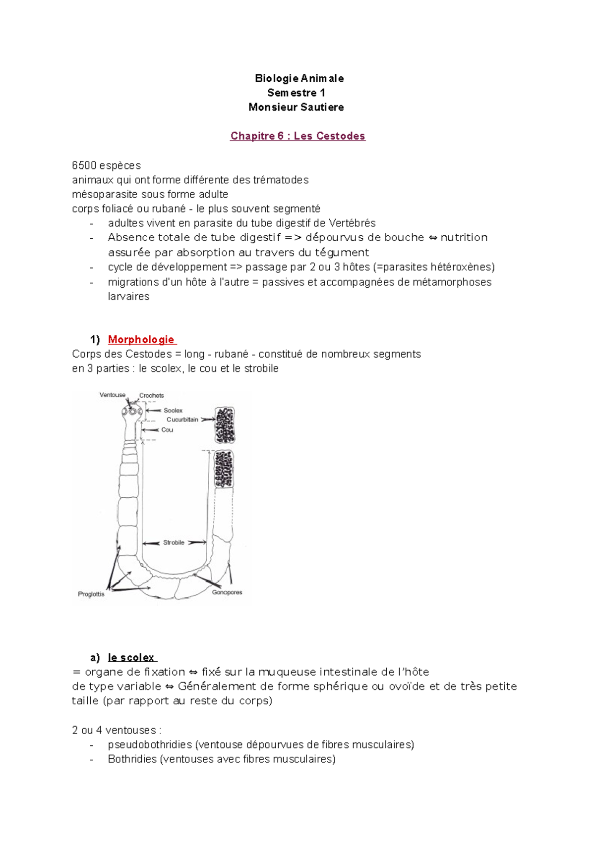 BA Chap 6 Les Cestodes - Notes de cours en Biologie animale - Biologie ...