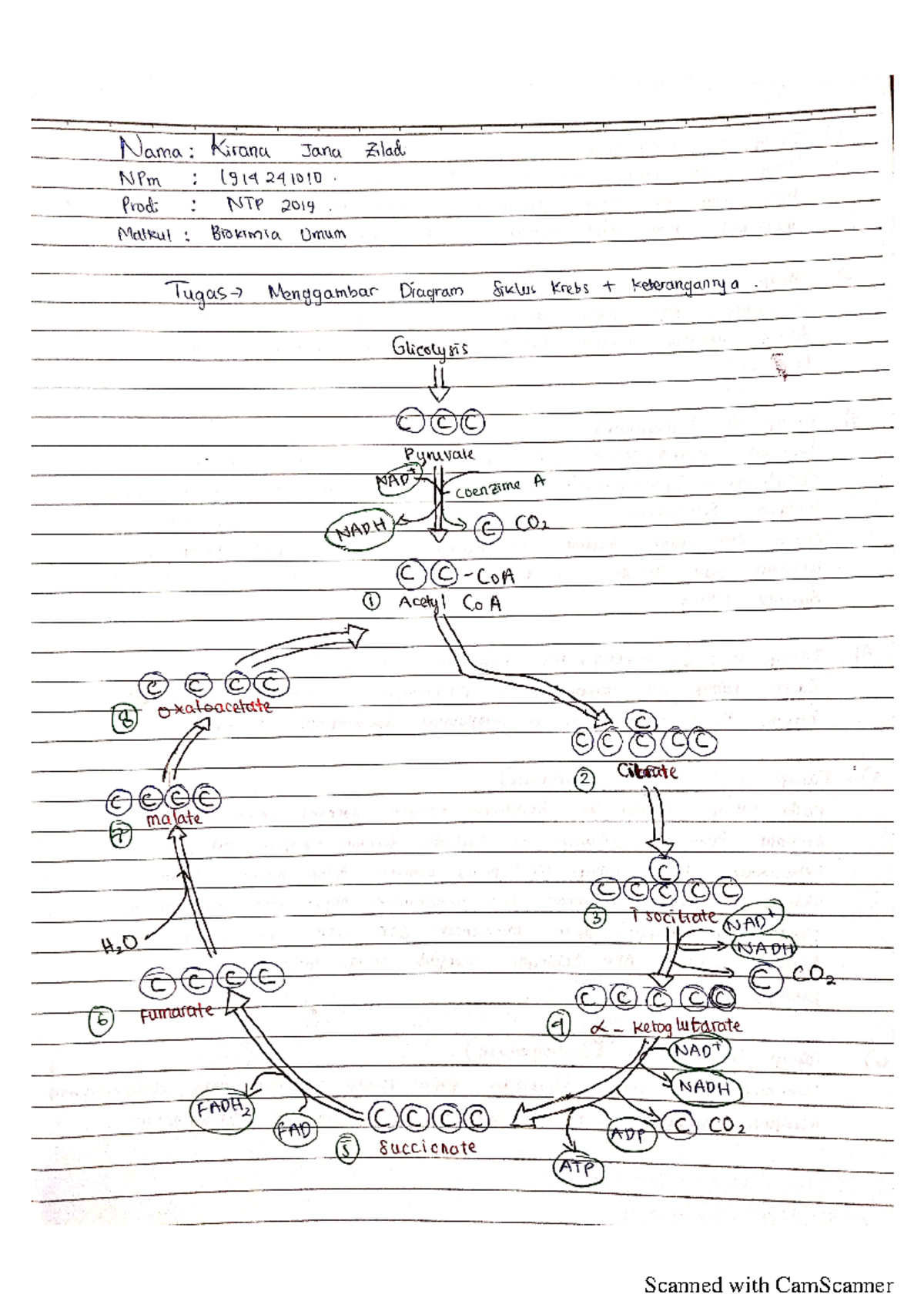 Biologi Evol (43) - Biologi Evolusi - Scanned with CamScanner Scanned with CamScanner - Studocu