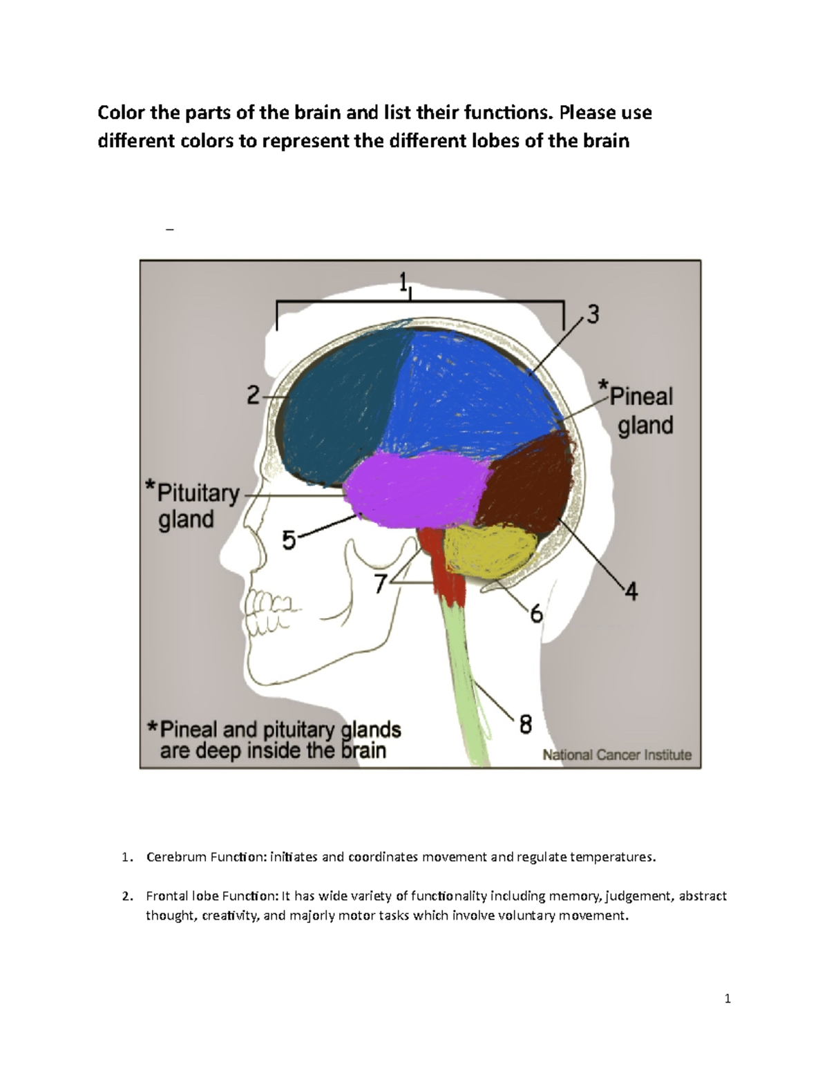 Brain-1 - bio - Color the parts of the brain and list their functions ...