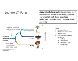 EXAM 3 Biodiversity - Notes - Know the synapomorphies of each: green ...