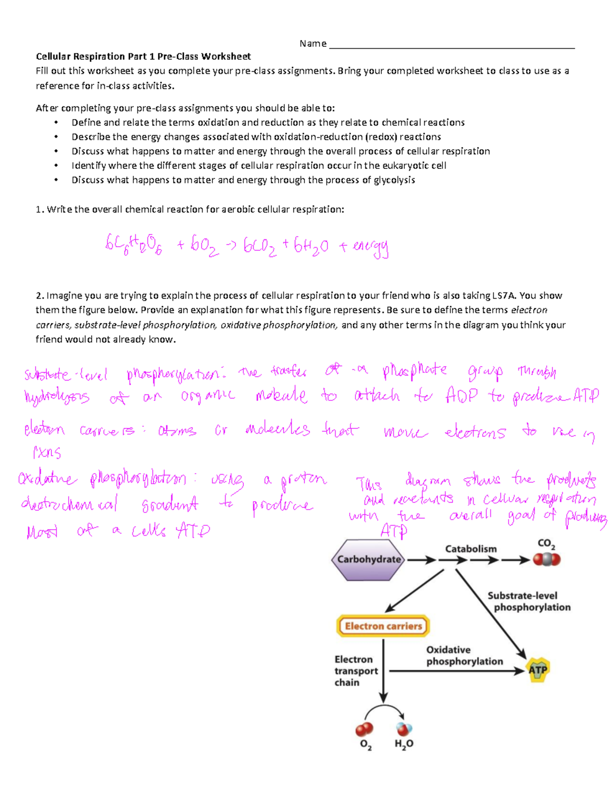 Week 3b Cellular Respiration 1 Pre Class Reading Guide - Name - Studocu