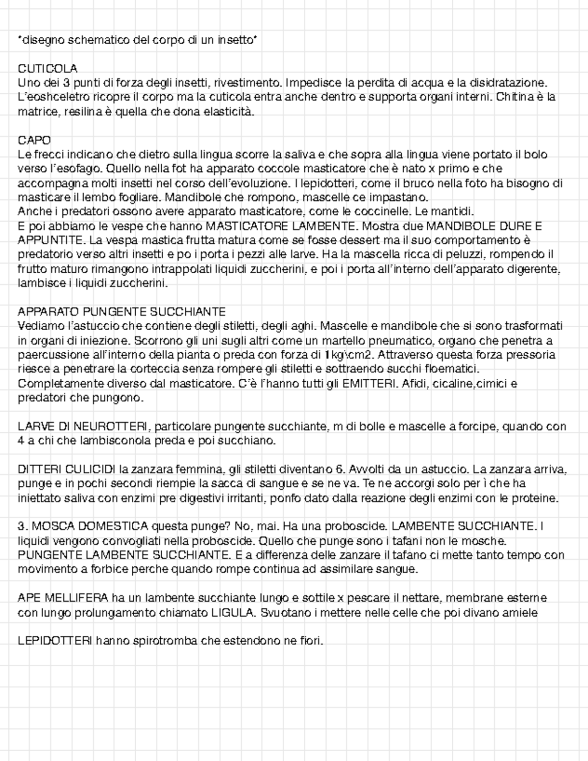 Morfologia Esterna - disegno schematico del corpo di un insetto ...