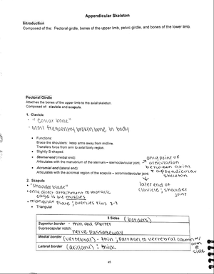 BIO 3004 APR Lab Guide Axial Muscles - BIO 3004 Human Anatomy APR ...