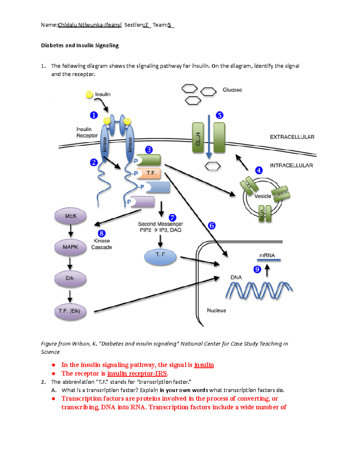 D13-cellsignaling discussion worksheet - Diabetes and Insulin Signaling ...