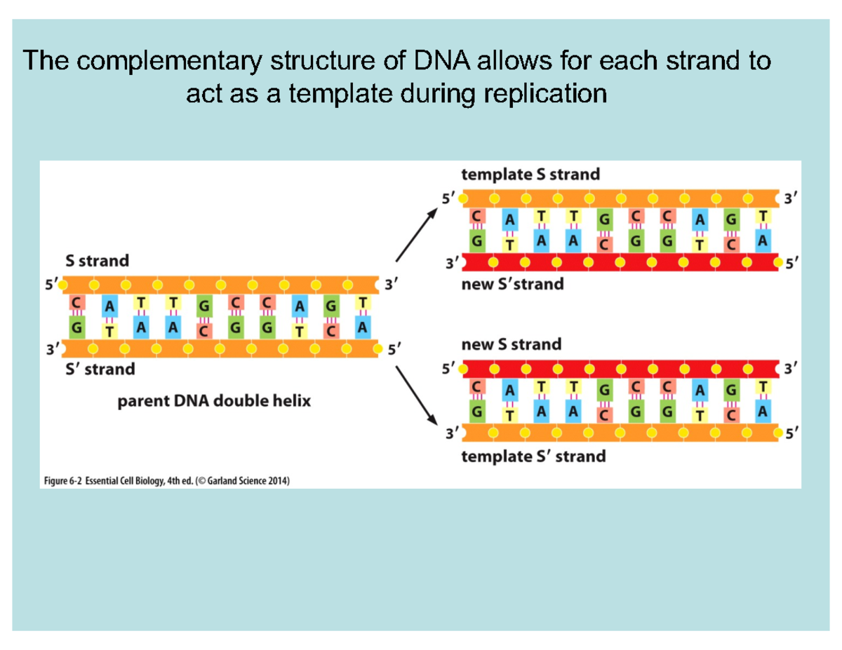 Replication of DNA - The complementary structure of DNA allows for each ...
