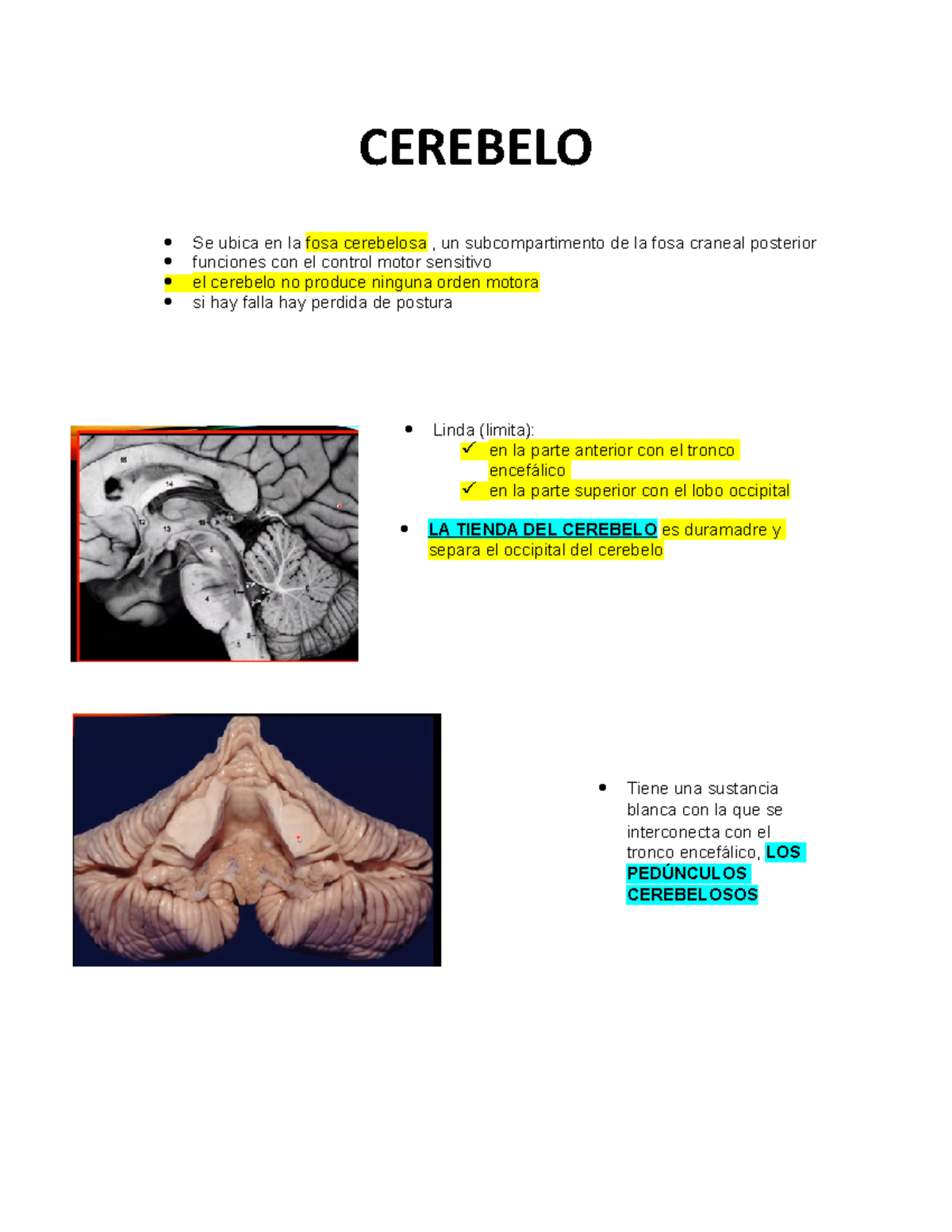 Cerebelo - CEREBELO ####### Se ubica en la fosa cerebelosa , un ...