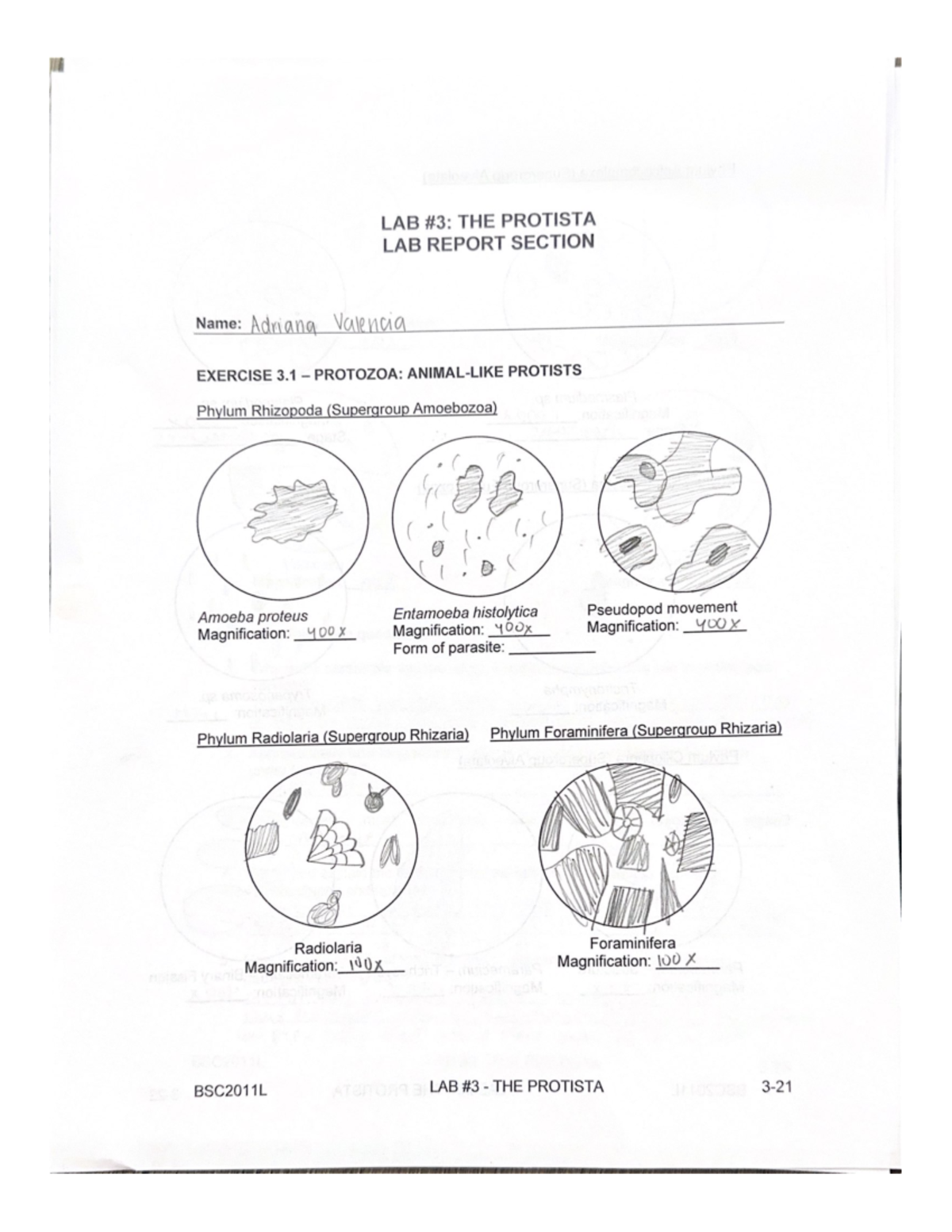 LAB #3 THE Protista - Lab #3 lab report - BSC2011L - Studocu