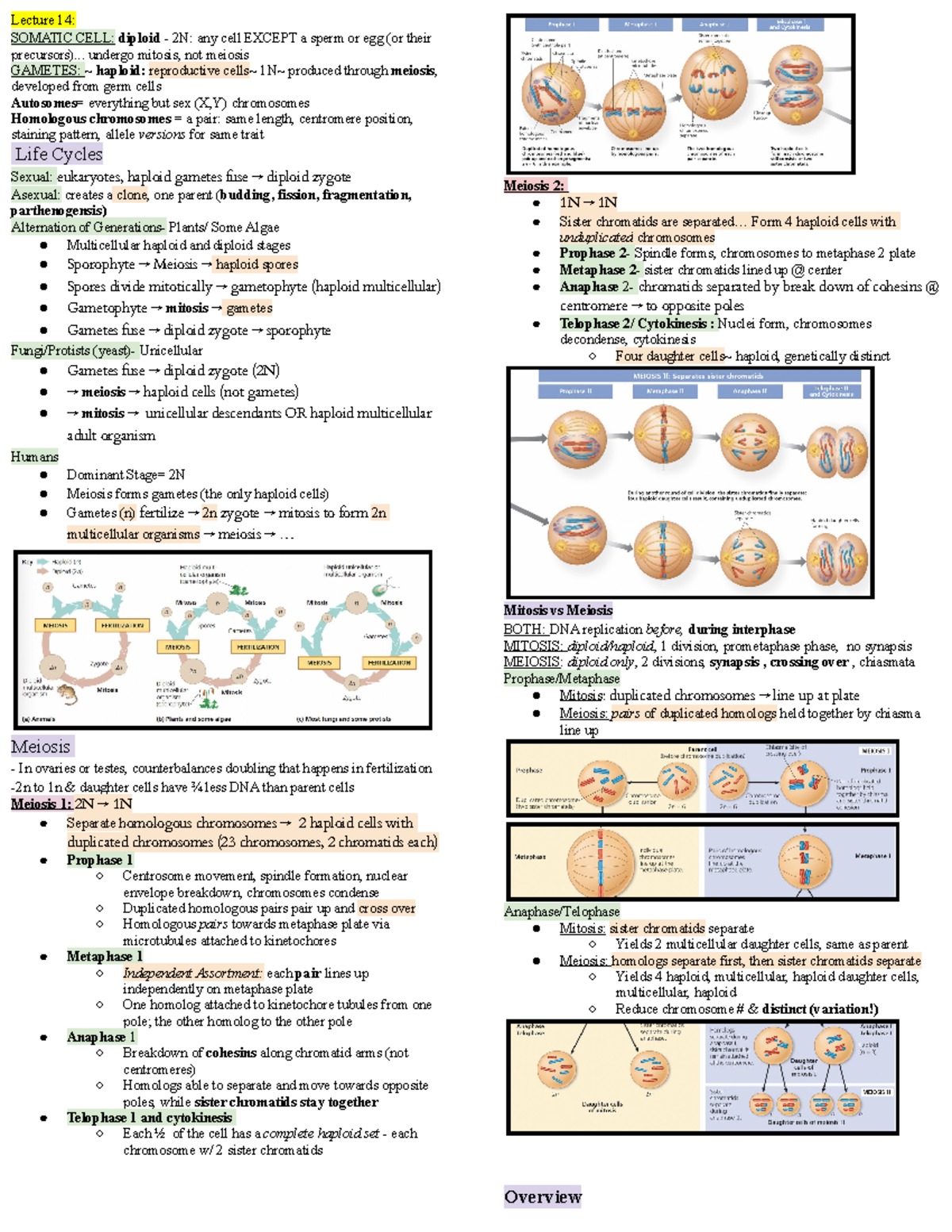 Study Guide 14-16 - Lecture notes for lectures 14-16 - Lecture 14 ...