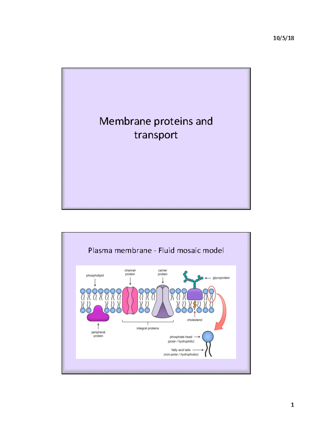 IB SL Cell Biology LP13 14 - Studocu