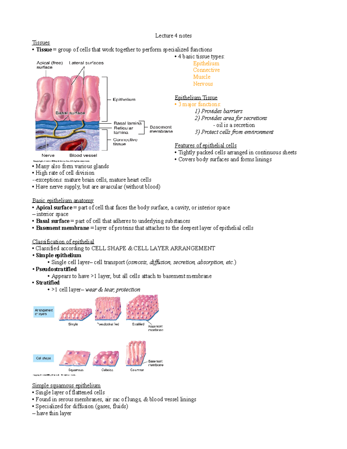 Lecture 4 notes - Lecture 4 notes Tissues Tissue group of cells that ...