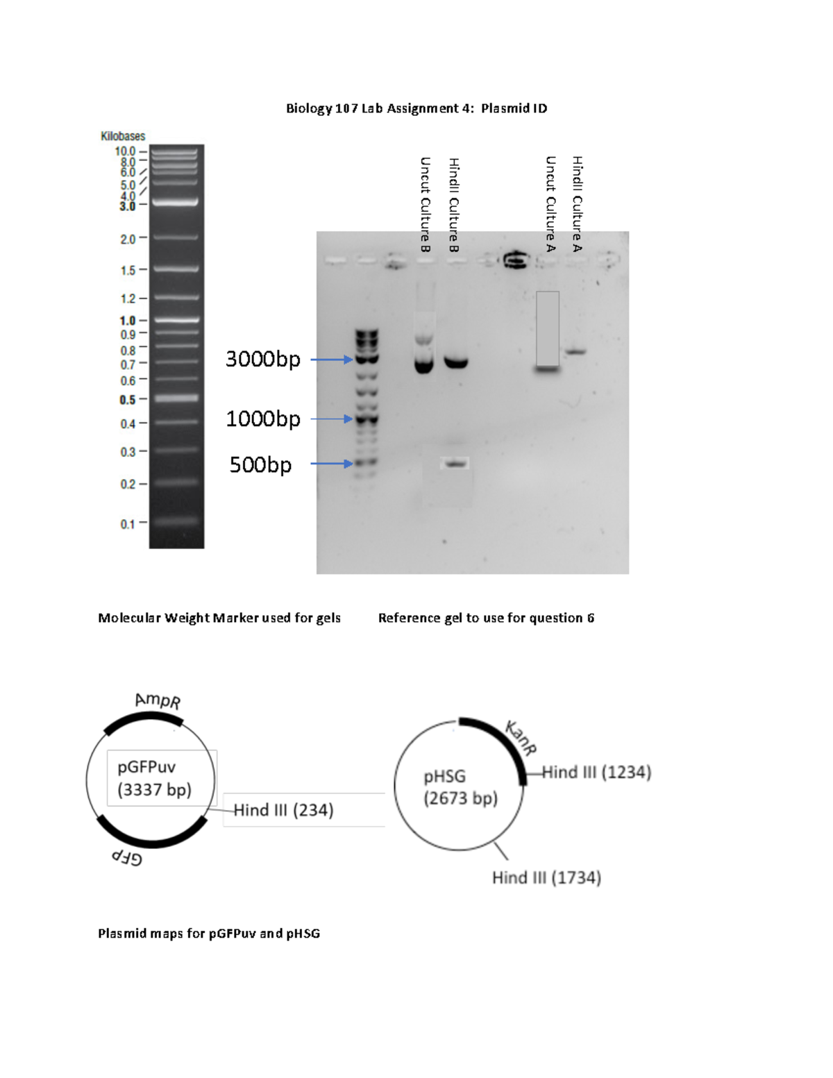 Biology 107 Lab Assignment 4 - Warning: TT: undefined function: 32 Biology 107 Lab Assignment 4 ...
