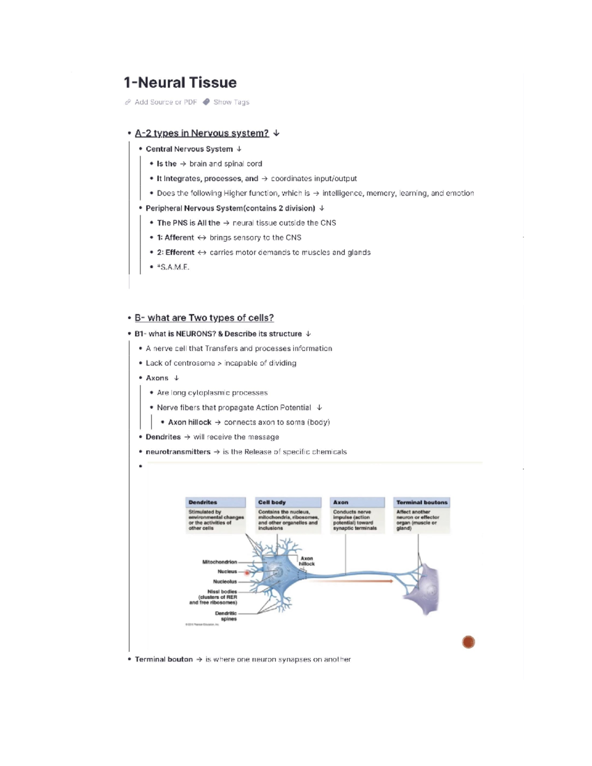 Unit 4: Anatomy of the Nervous System - BIOL 260 - Studocu