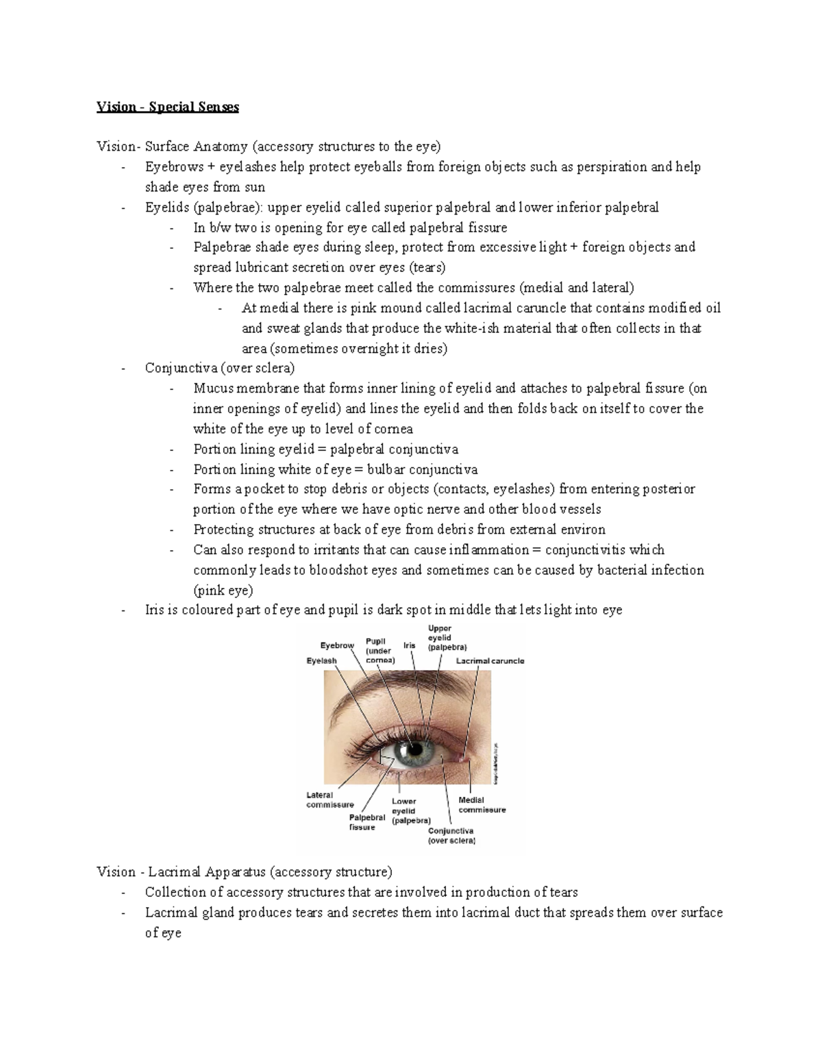 The Special Senses - Dr. Howarth - Vision - Special Senses Vision ...