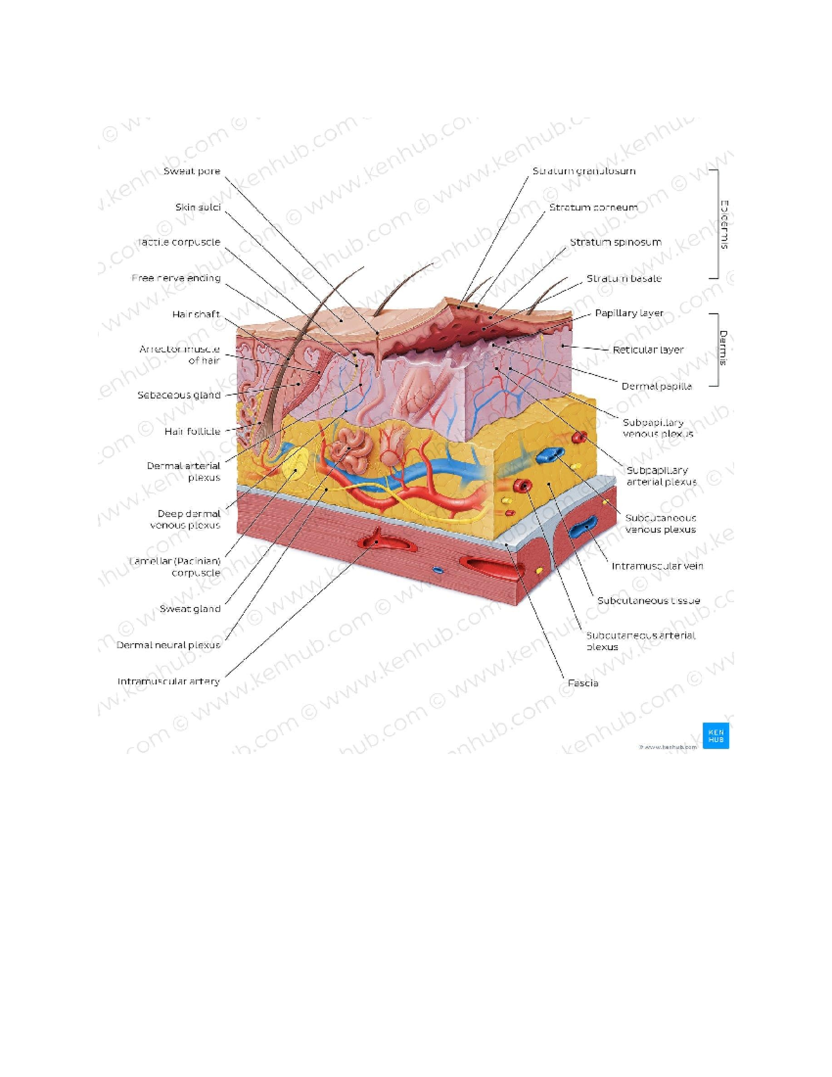 Skin - skin - Stratum granulosum Sweat pore Stratum corneum Skin sulci ...