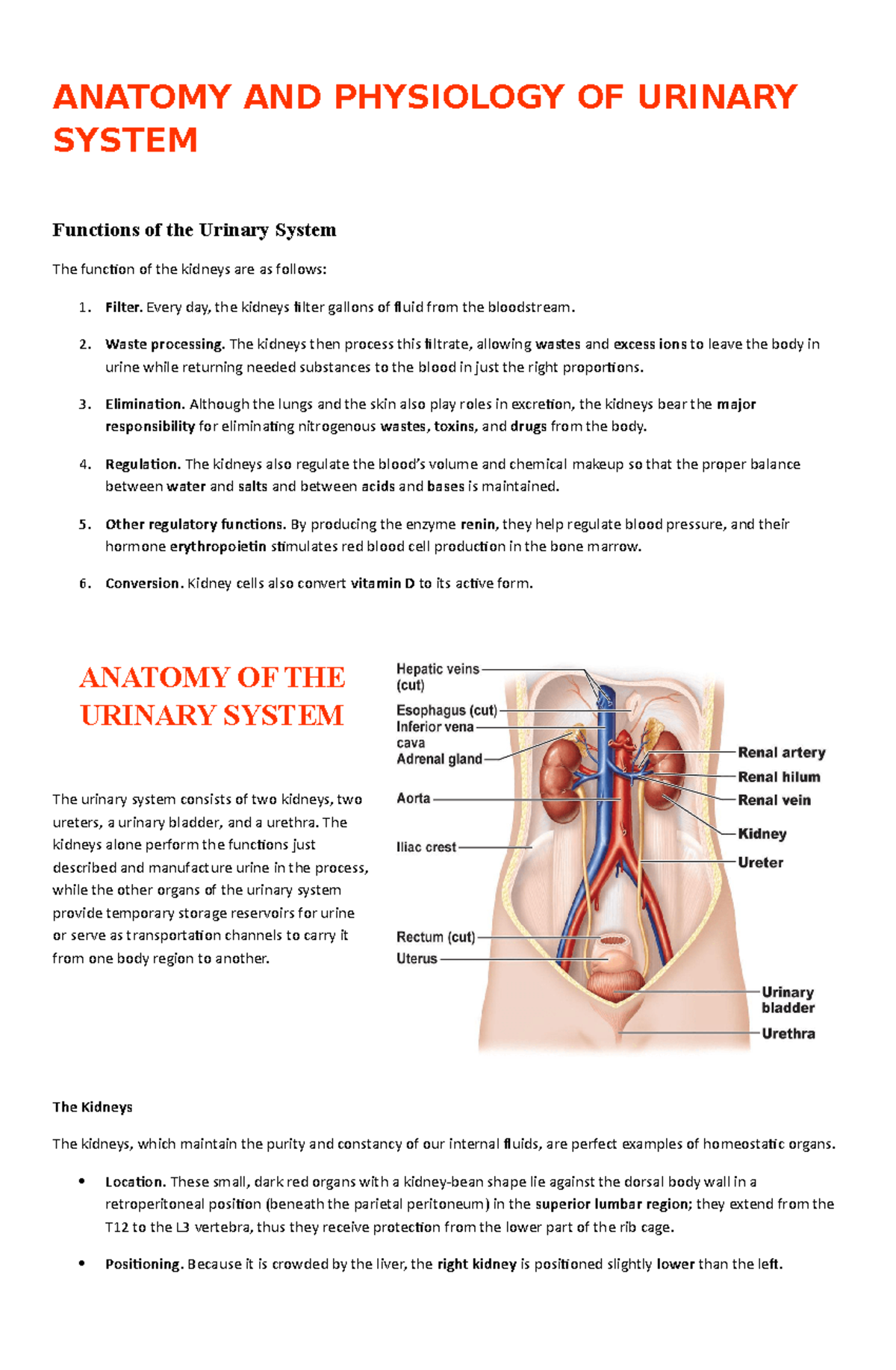 433080059-Urinary-System - ANATOMY AND PHYSIOLOGY OF URINARY SYSTEM ...