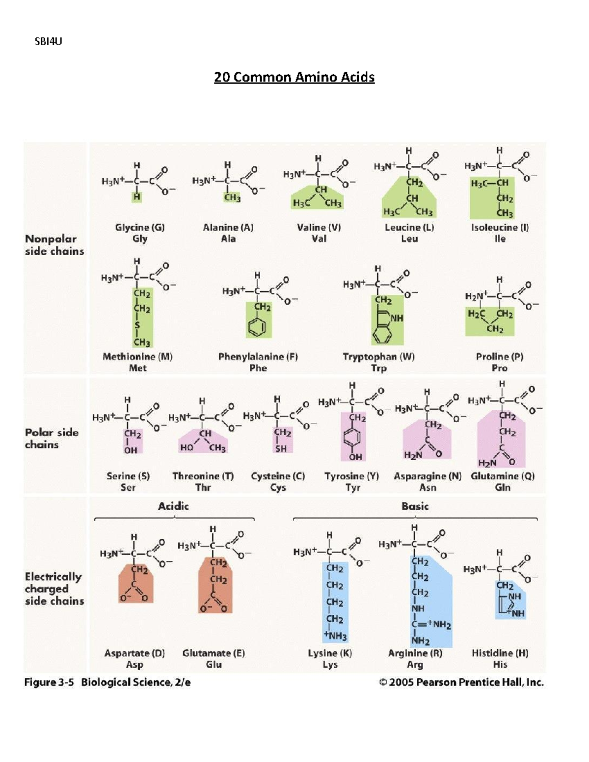 20 Common Amino Acids Chart