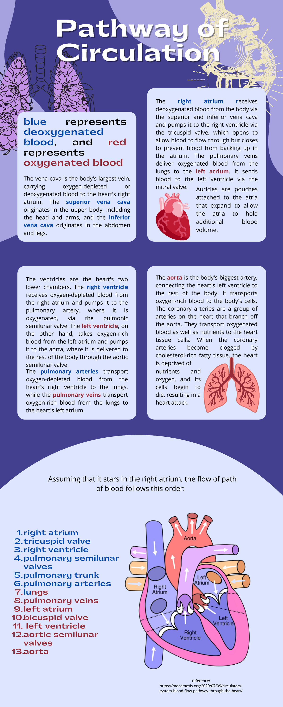 Pathway of Circulation - Assuming that it stars in the right atrium ...
