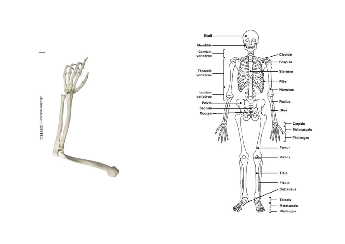 Bones - nursing - Studocu