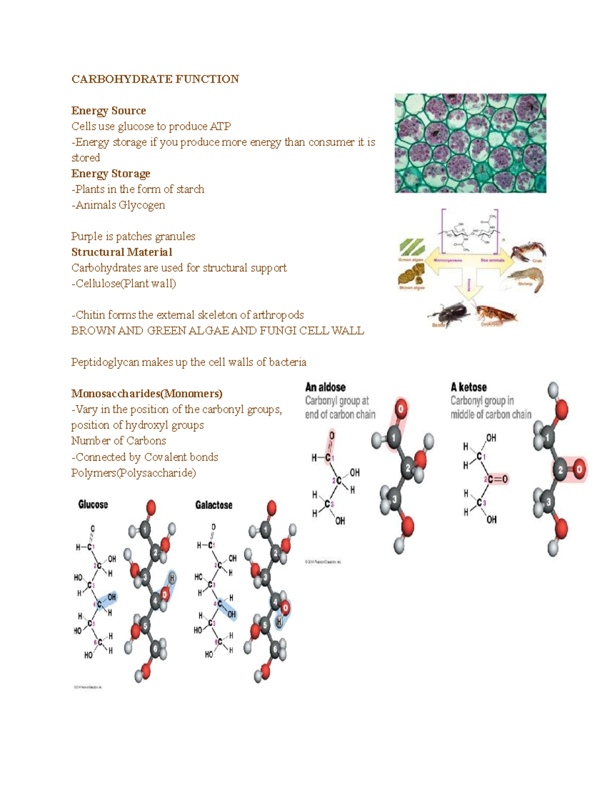 Chapter 5 Carbohydrate Function - CARBOHYDRATE FUNCTION Energy Source ...