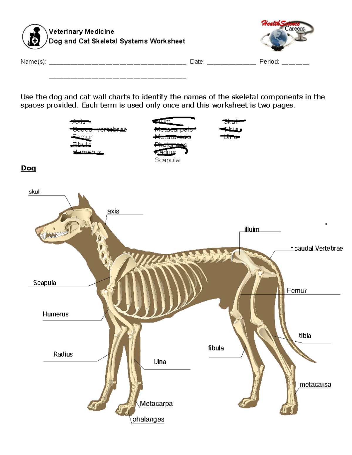 Vet Med Worksheet Activity 4 V2 - Name(s ...