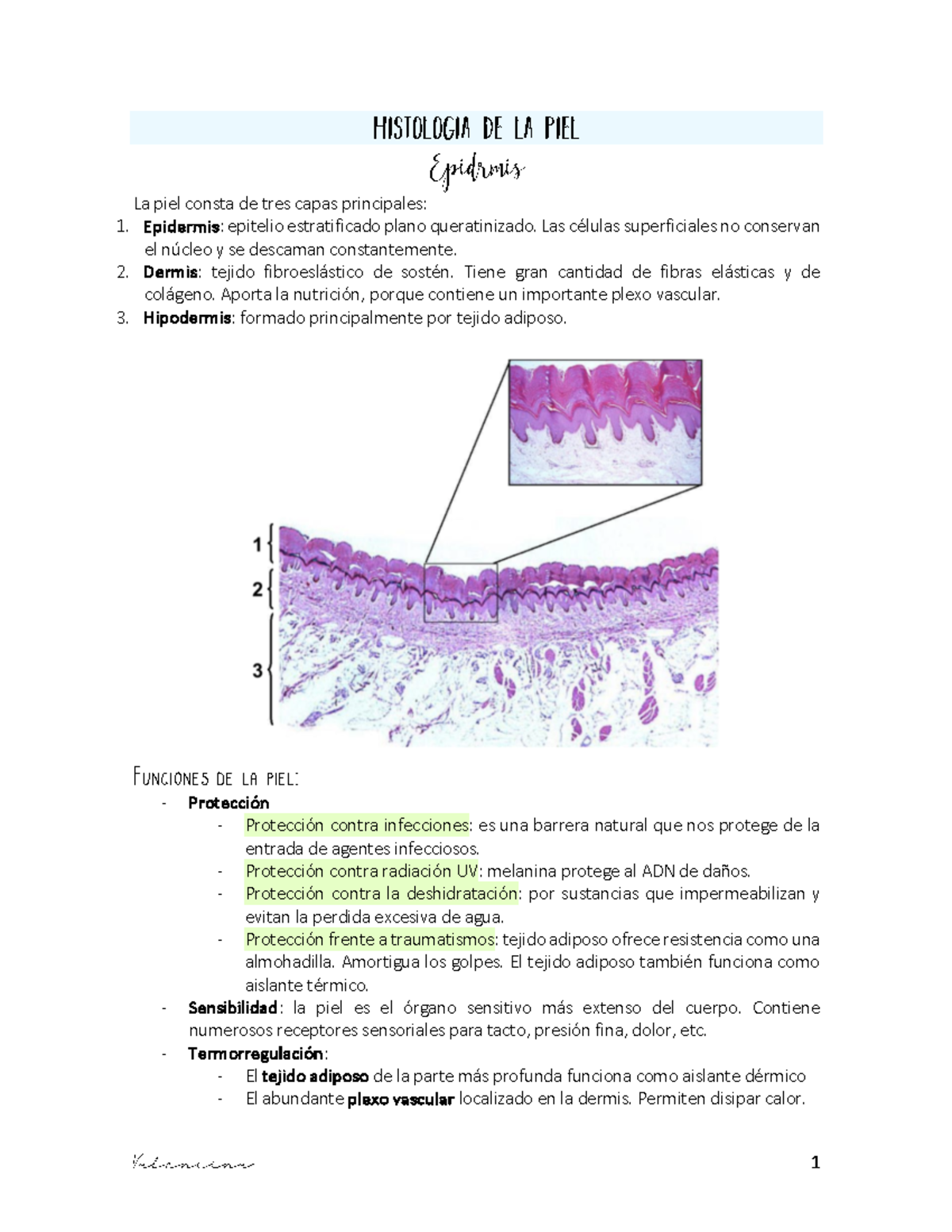 PIEL - Piel - histologia de la piel Epidrmis La piel consta de tres ...