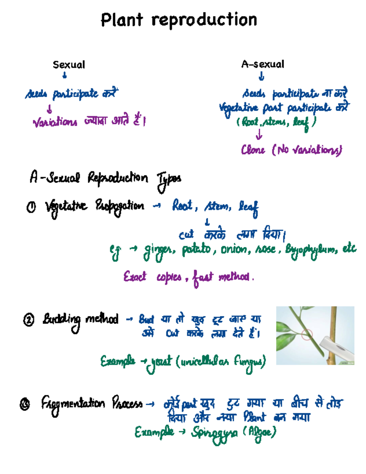Plant Reproduction 364247 crwill - ####### Plant reproduction Sexual A-sexual ↓ ↓ seeds ...