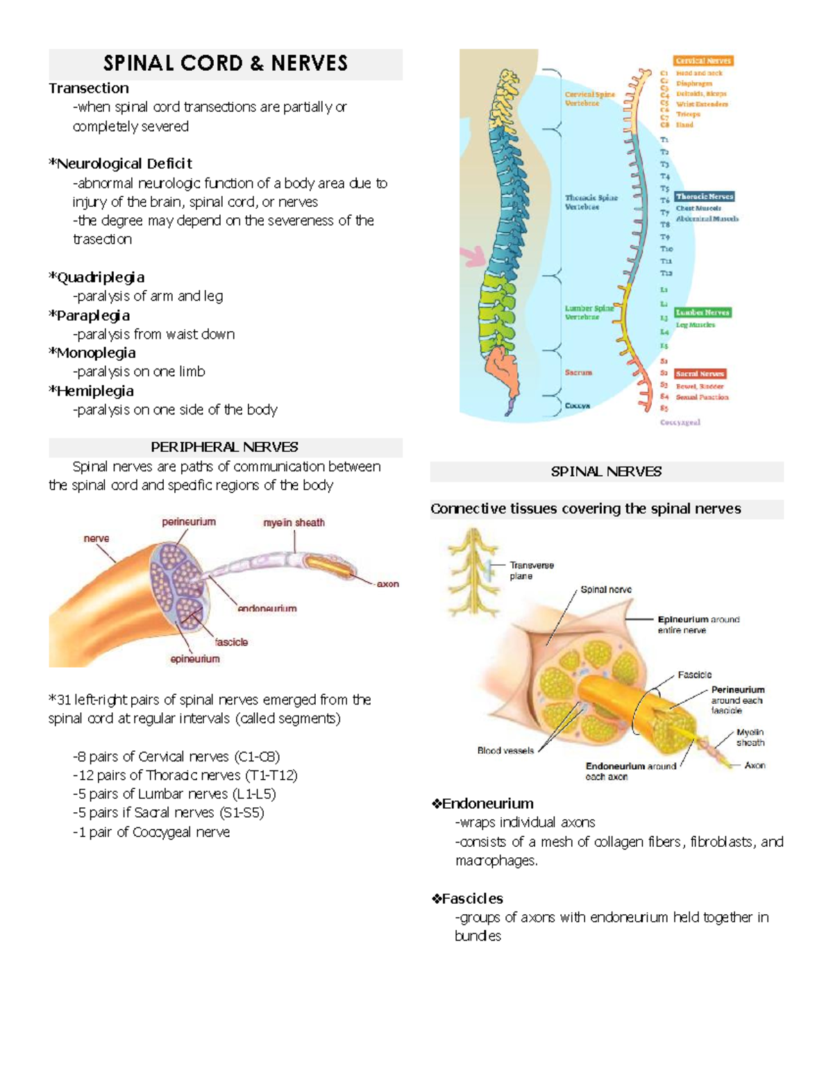 Anatomy and Physiology Notes - SPINAL CORD & NERVES Transection -when ...