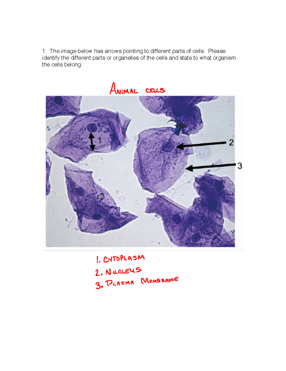 Collin College BIOL 1408 Unit 5 Animal and Plant Cells with Answer Key ...