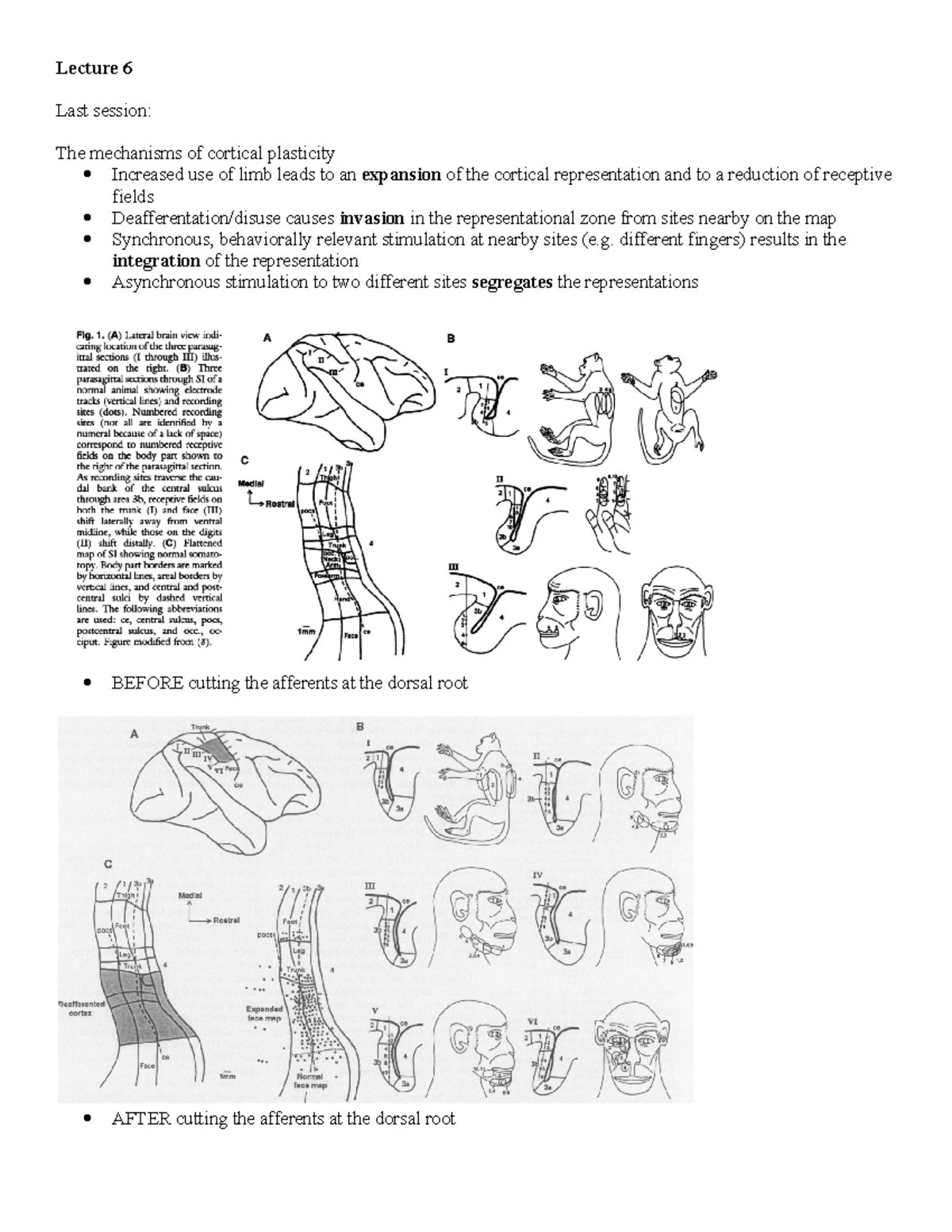 Lecture 6 - Dr. A. Keil - Lecture 6 Last session: The mechanisms of ...