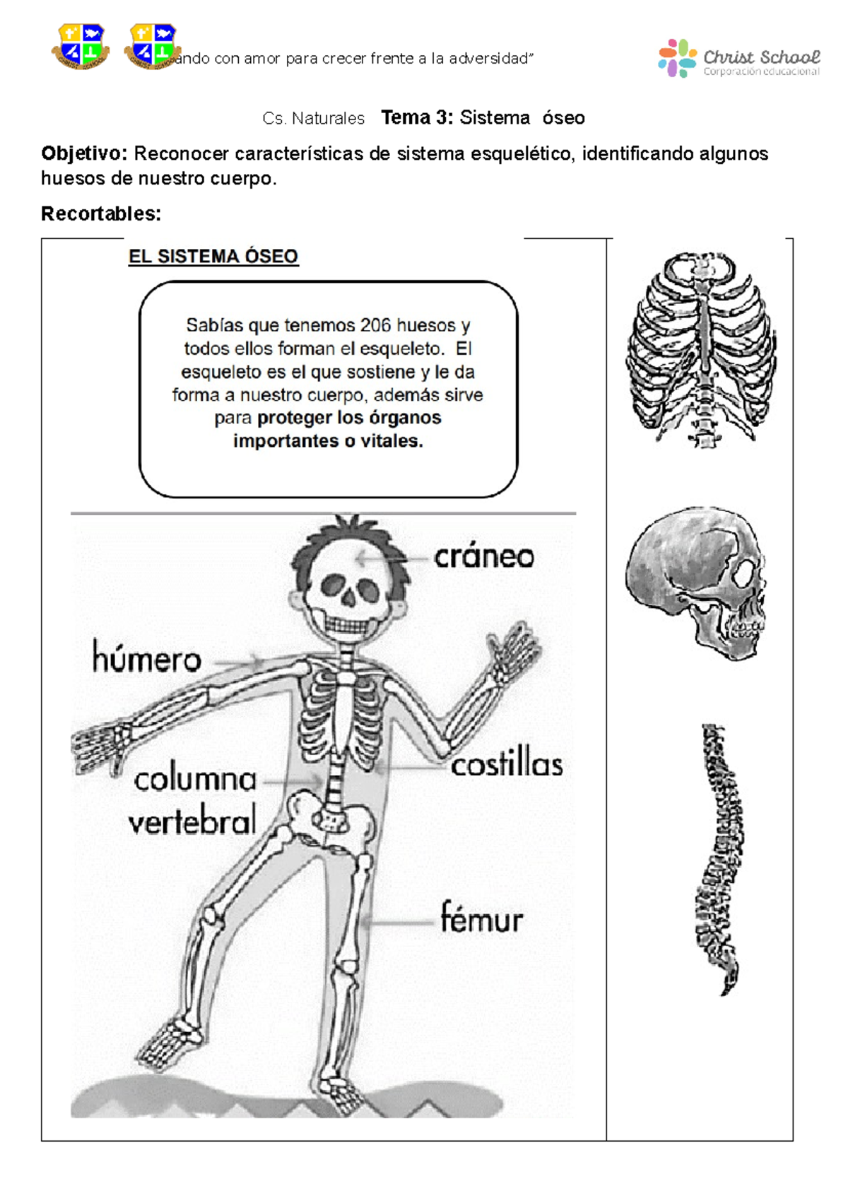 Clase 5 sistema oseo - segundo básico - Ciencias Naturales - "Educando ...