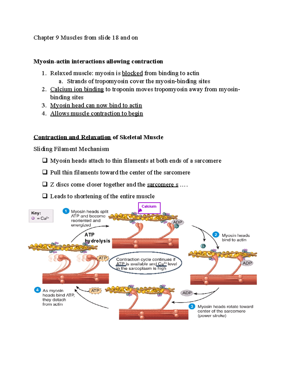 Chapter 9 Muscles from slide 18 and on - Chapter 9 Muscles from slide ...
