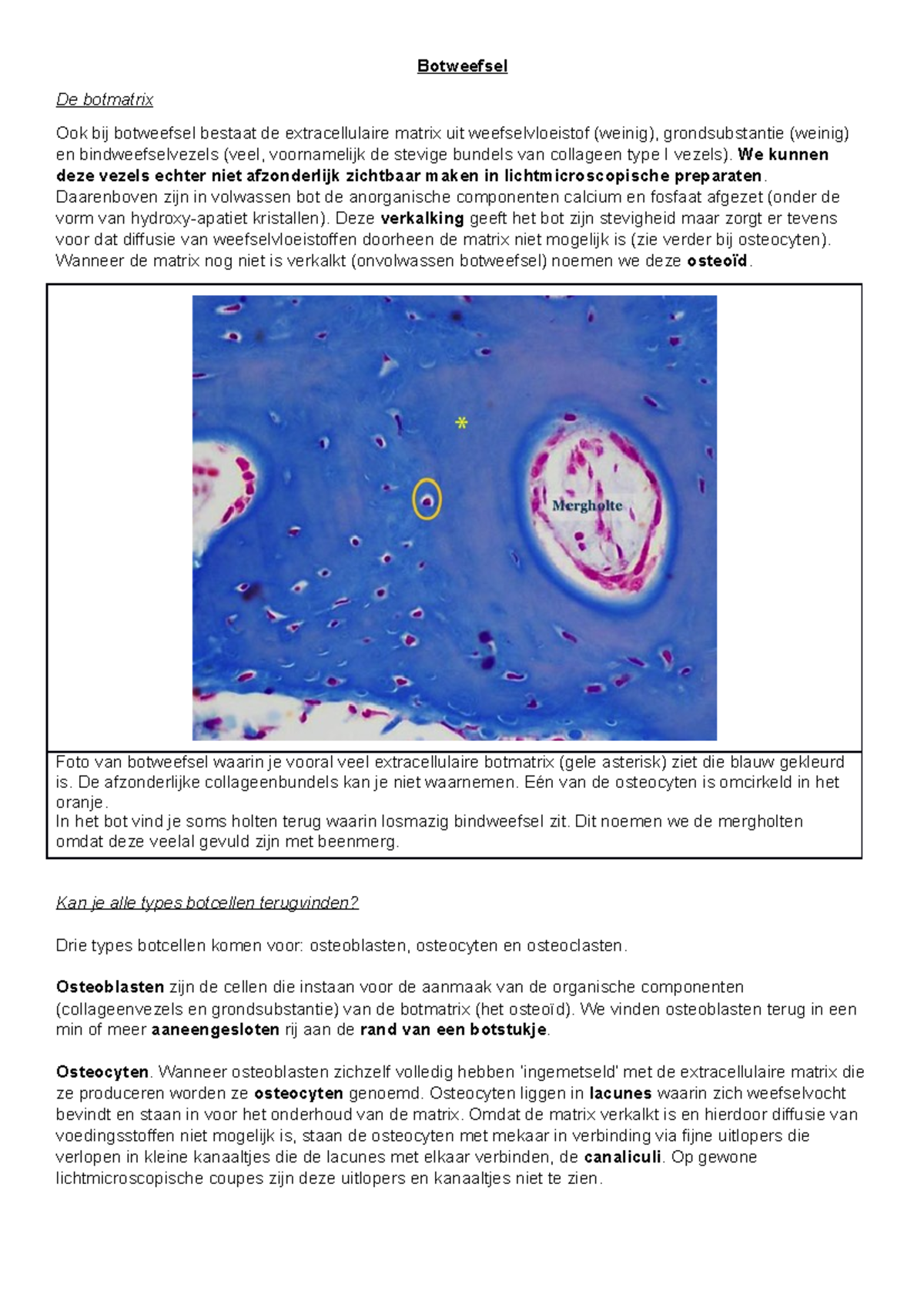 Botweefsel - Botweefsel De botmatrix Ook bij botweefsel bestaat de ...