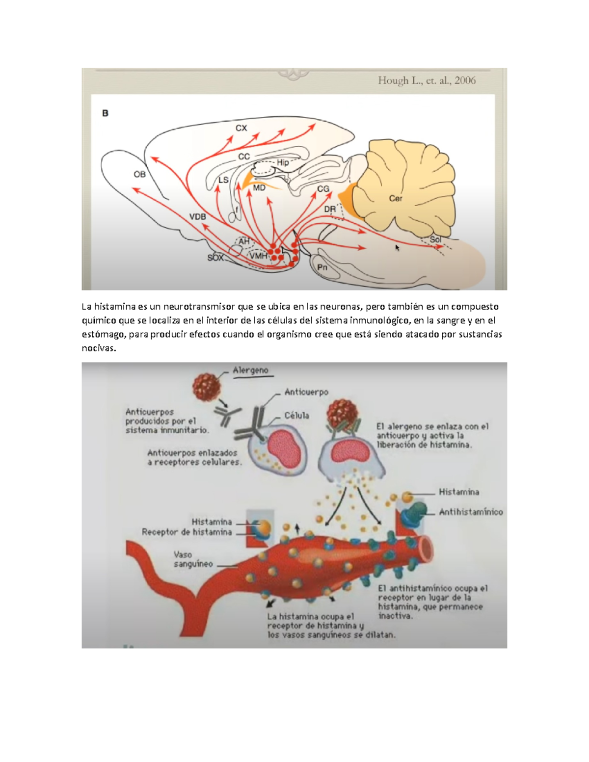 La histamina es un neurotransmisor que se ubica en las neuronas - La ...