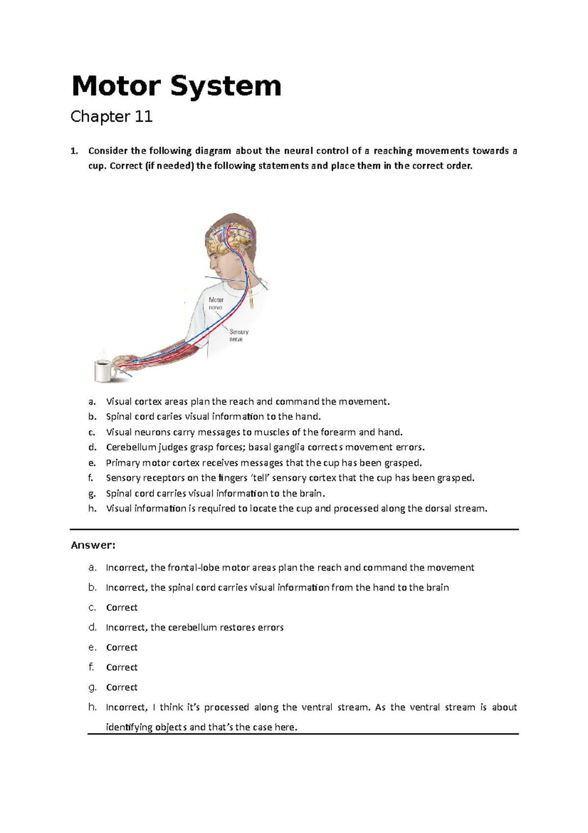 SSQ Motor System - Motor System Chapter 11 Consider the following ...