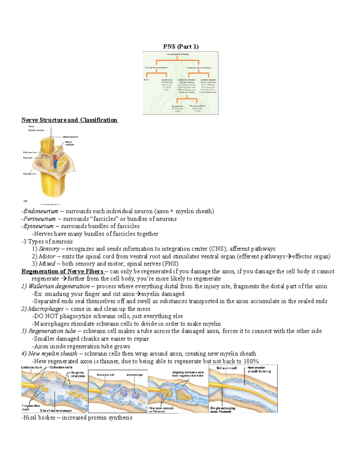 A&P Final Exam Notes - Summary Human Anatomy And Physiology Ii - PNS ...