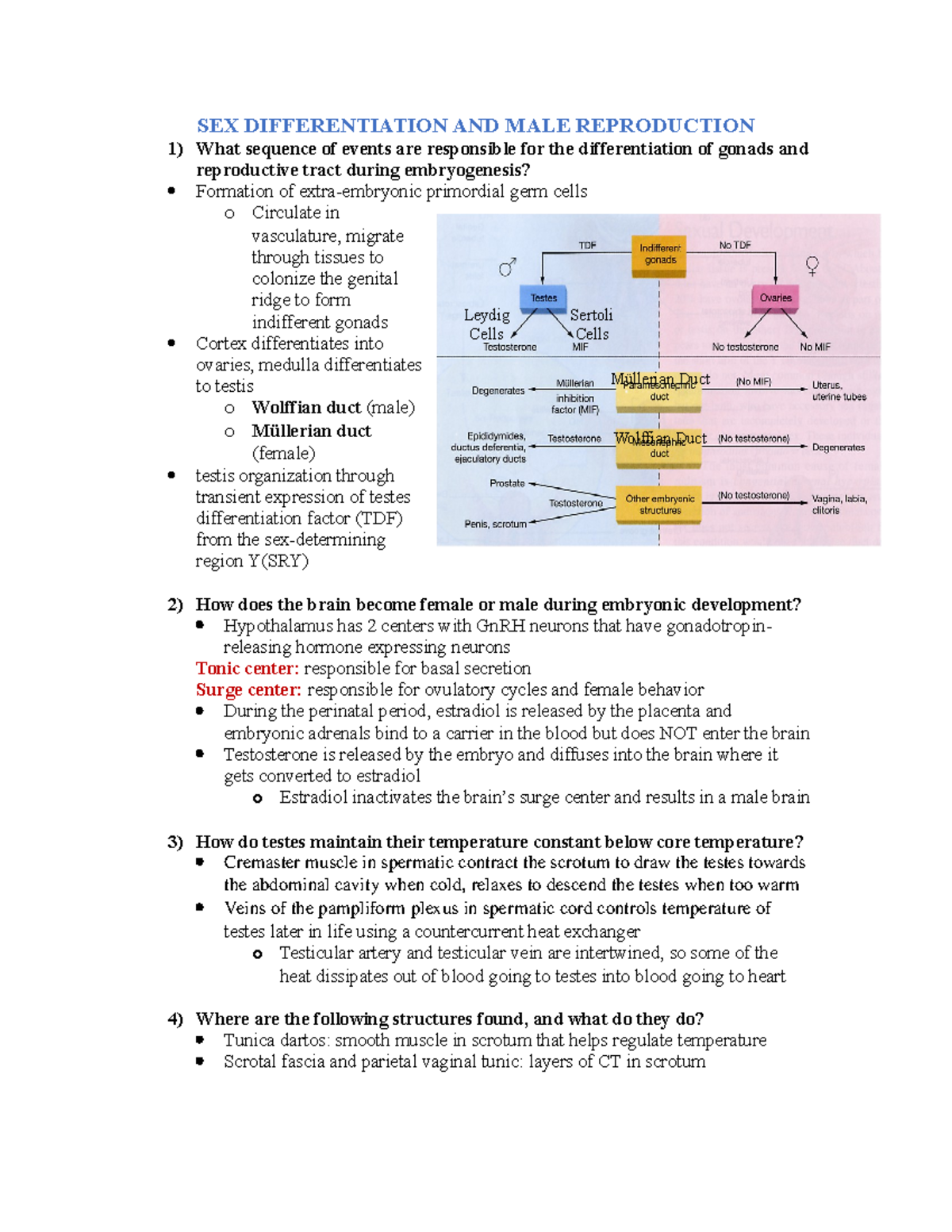 Male Reproduction Q's - SEX DIFFERENTIATION AND MALE REPRODUCTION 1 ...