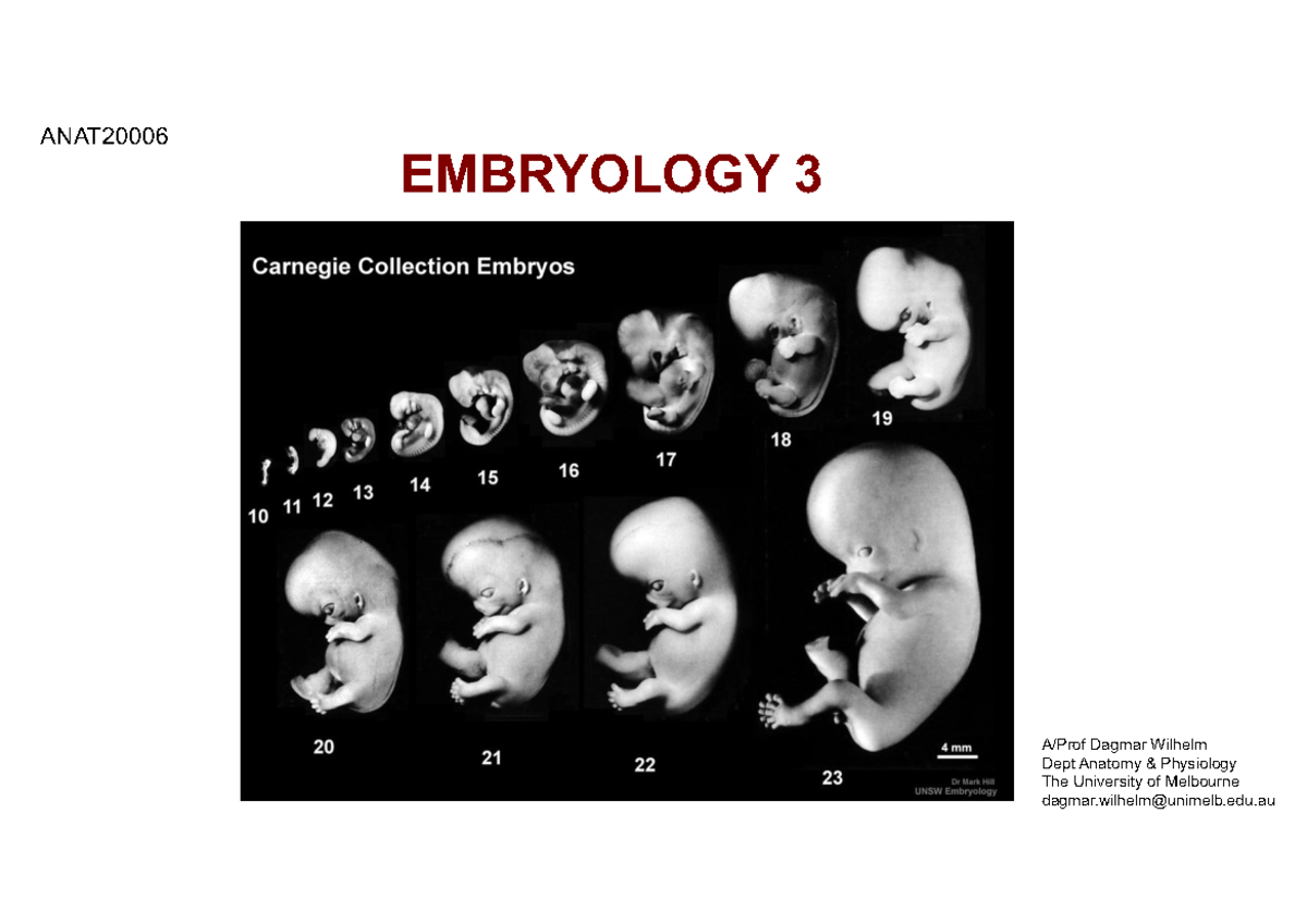 Week 2 lecture 1 embryology 3 - ANAT EMBRYOLOGY 3 A/Prof Dagmar Wilhelm Dept Anatomy & - Studocu