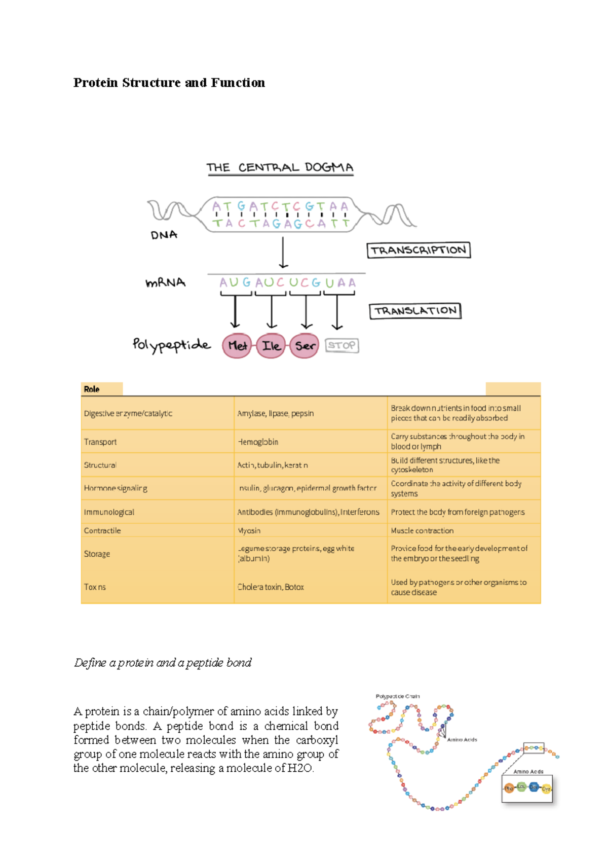Protein Structure and Function - Protein Structure and Function Define ...