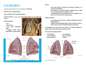 Pulmones - Pulmones Configuración externa: tiene dos caras, un vértice ...