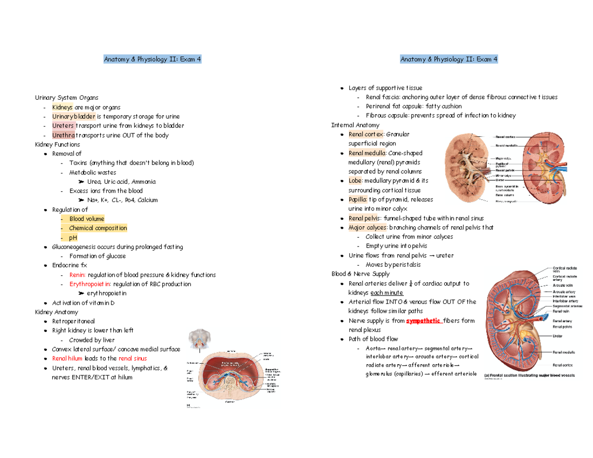 Exam 4 - Google Docs - Urinary System Organs - Kidneys are major organs ...
