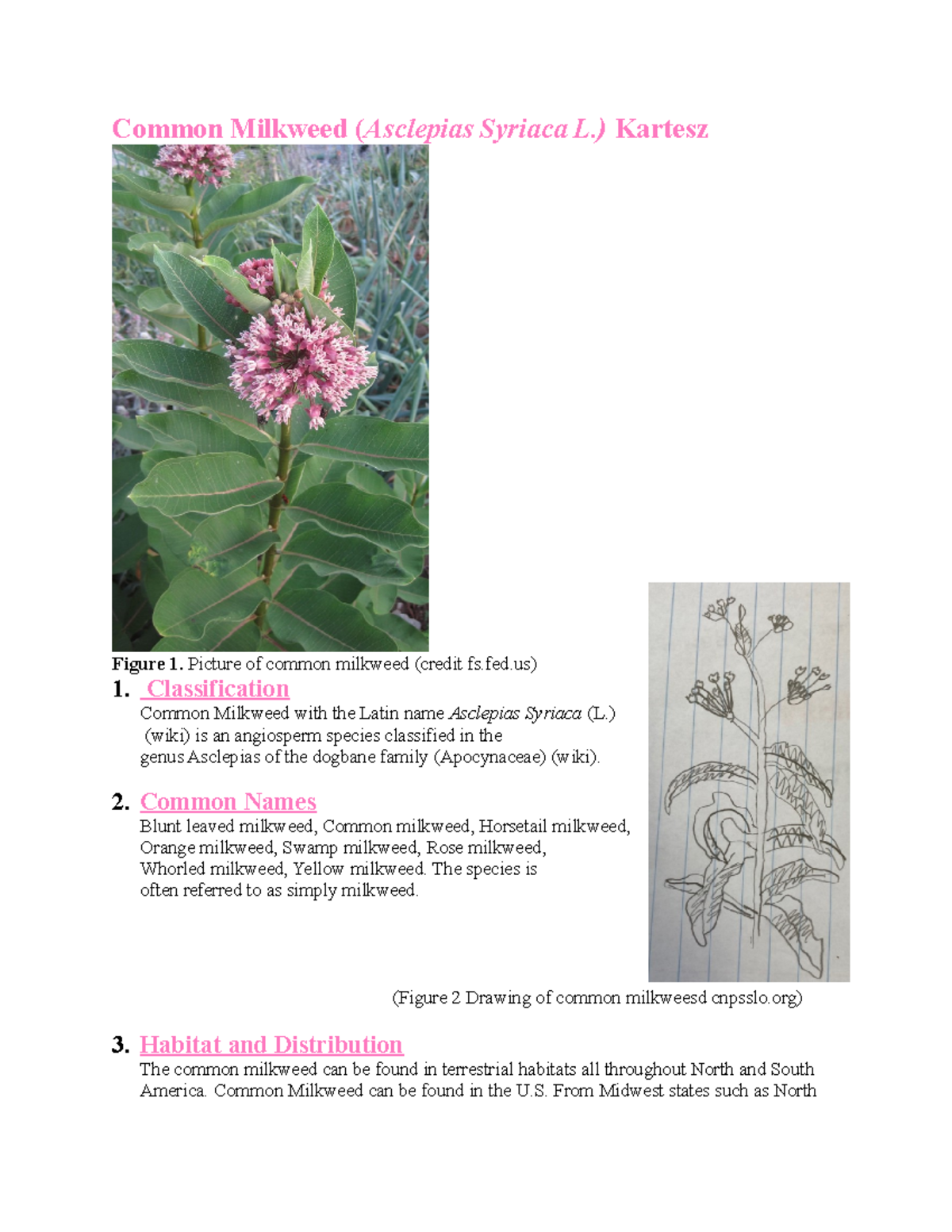 Common Milkweed - ) Kartesz Figure 1. Picture of common milkweed ...
