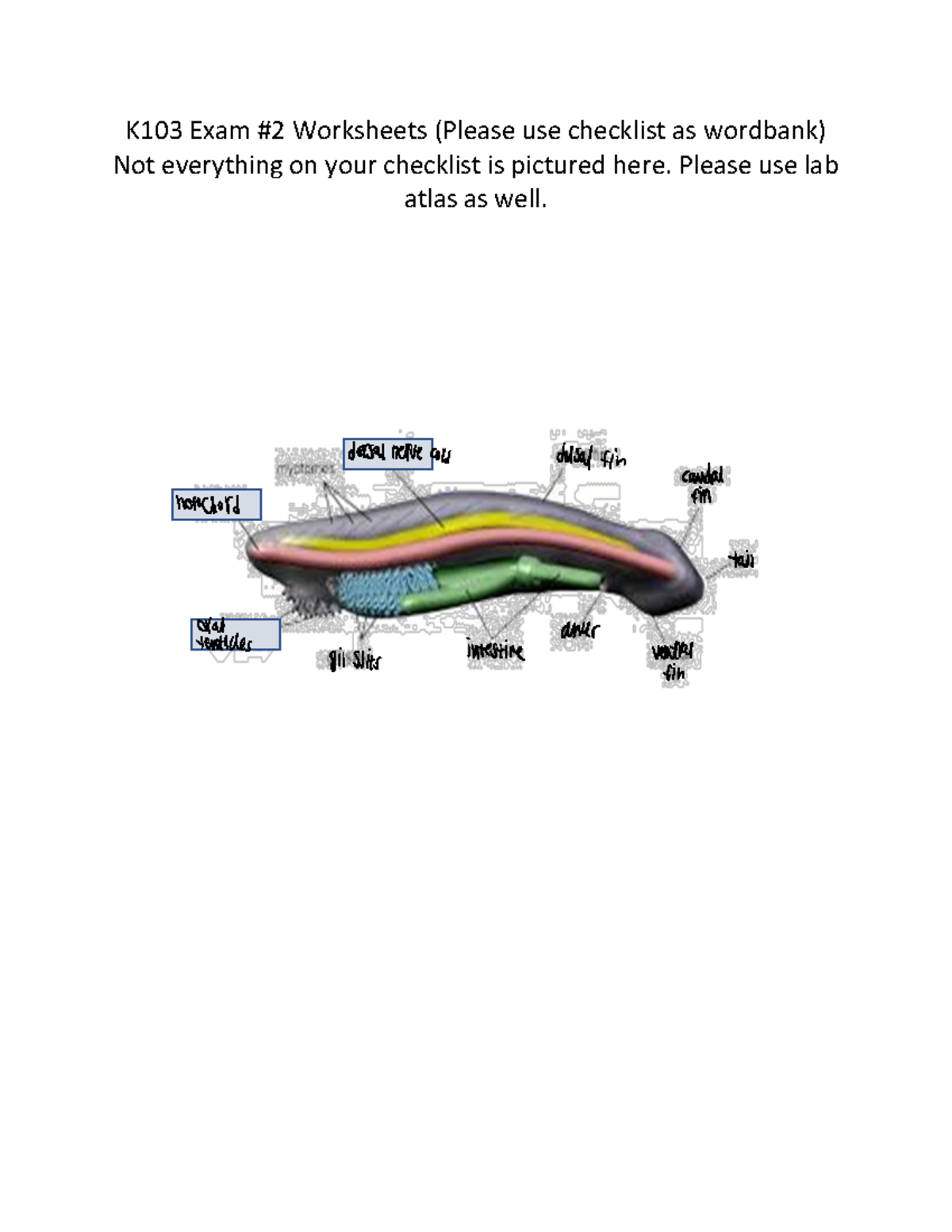 Copy of K103-Lab-Exam-232-Wkst - K103 Exam #2 Worksheets (Please use ...