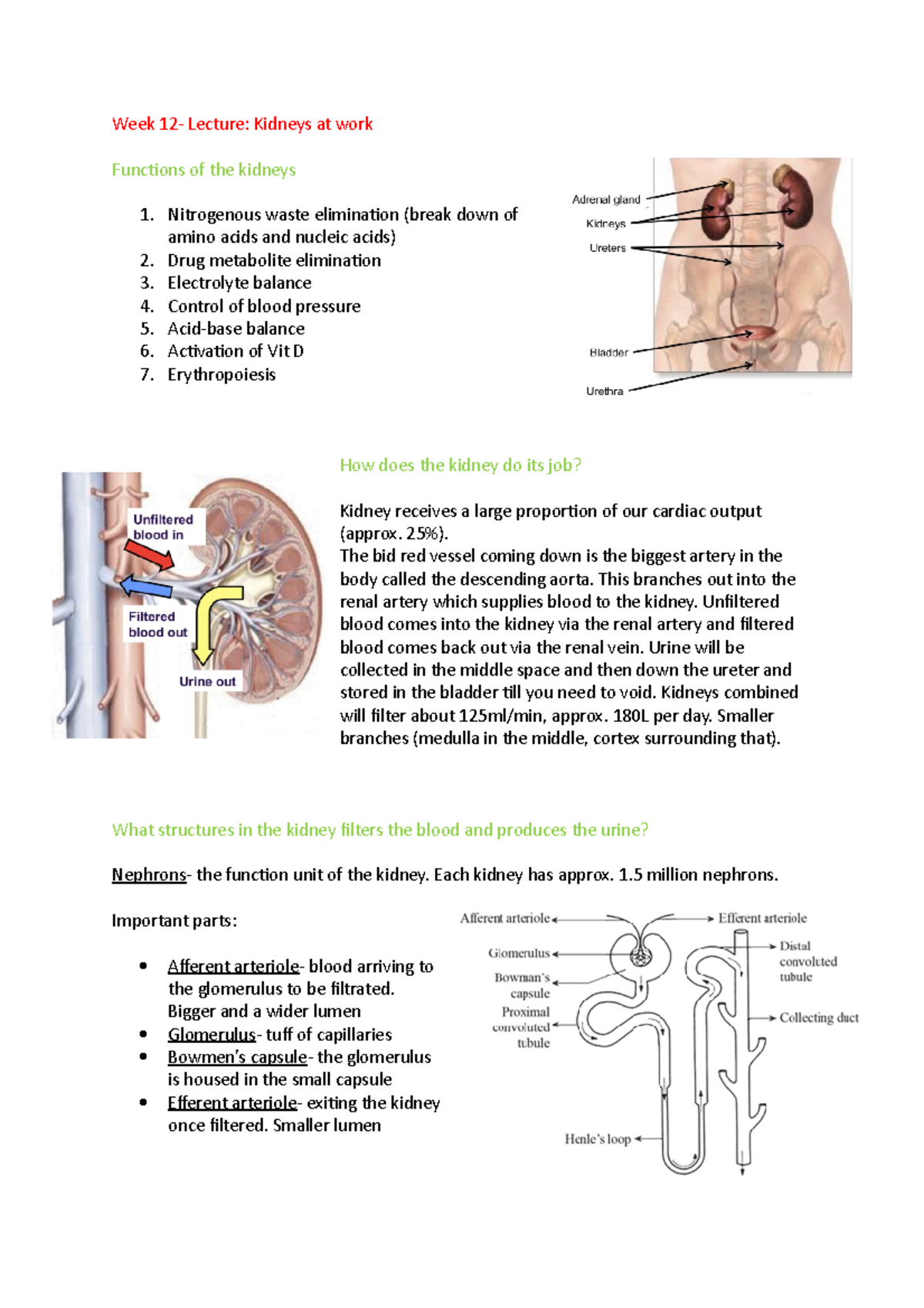 WK12- Lecture notes 1406 - Week 12- Lecture: Kidneys at work Functions ...