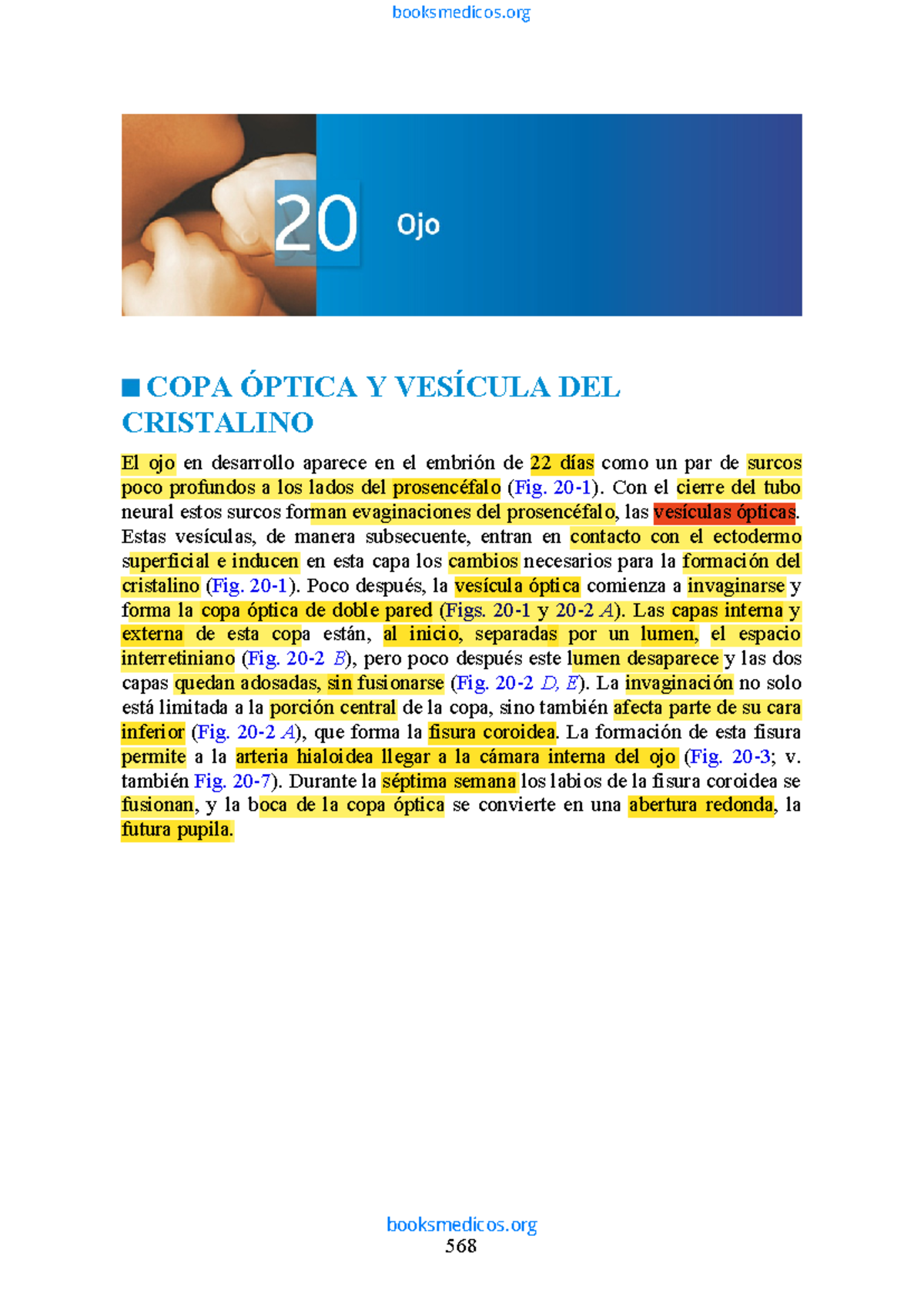 Ojo lagman - abc - COPA ÓPTICA Y VESÍCULA DEL CRISTALINO El ojo en ...